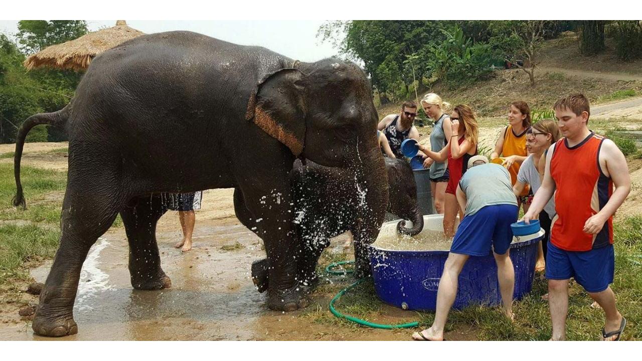 One Day Elephant Retirement Park - Chiang Mai - 1-day Tour Tickets 2025 ...